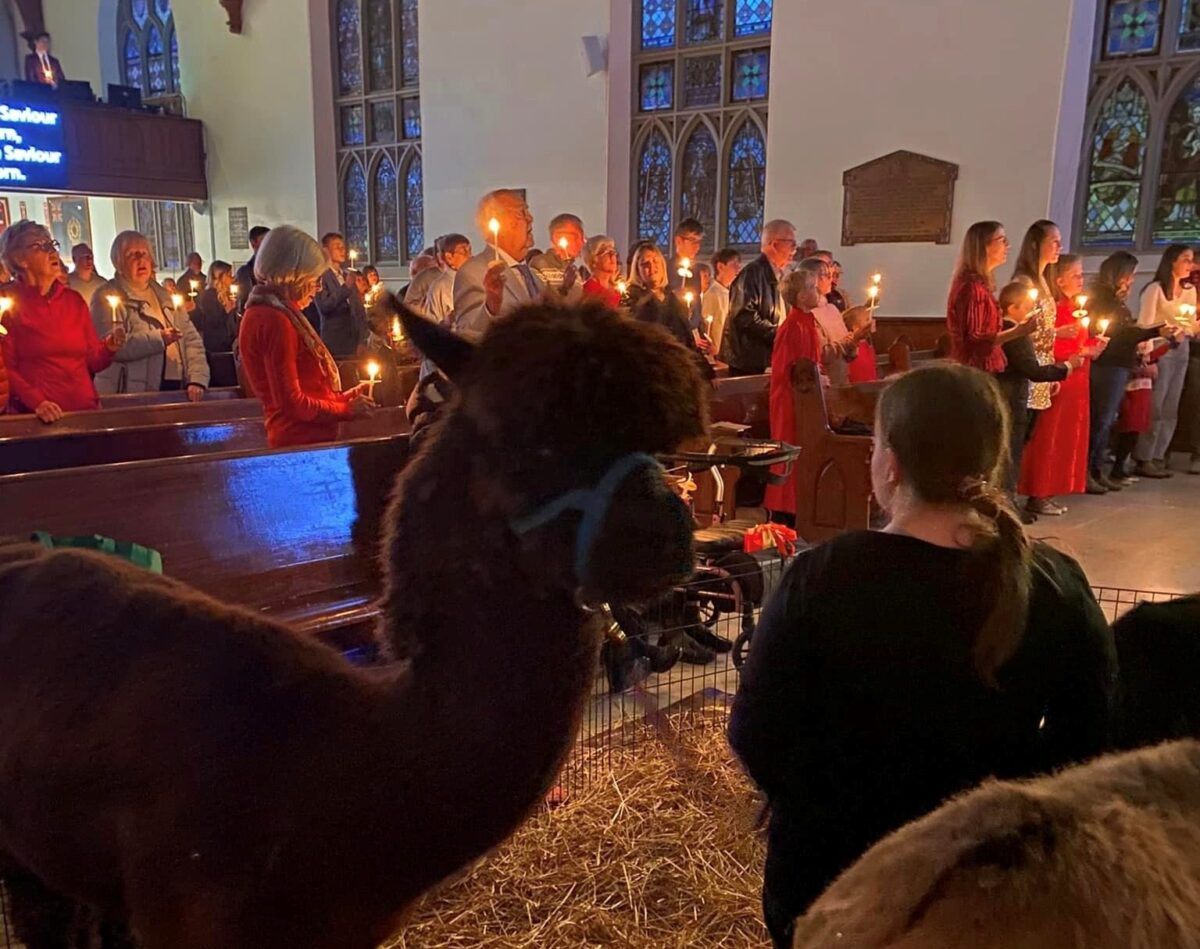 Animals delight young and old at service - The Toronto Anglican